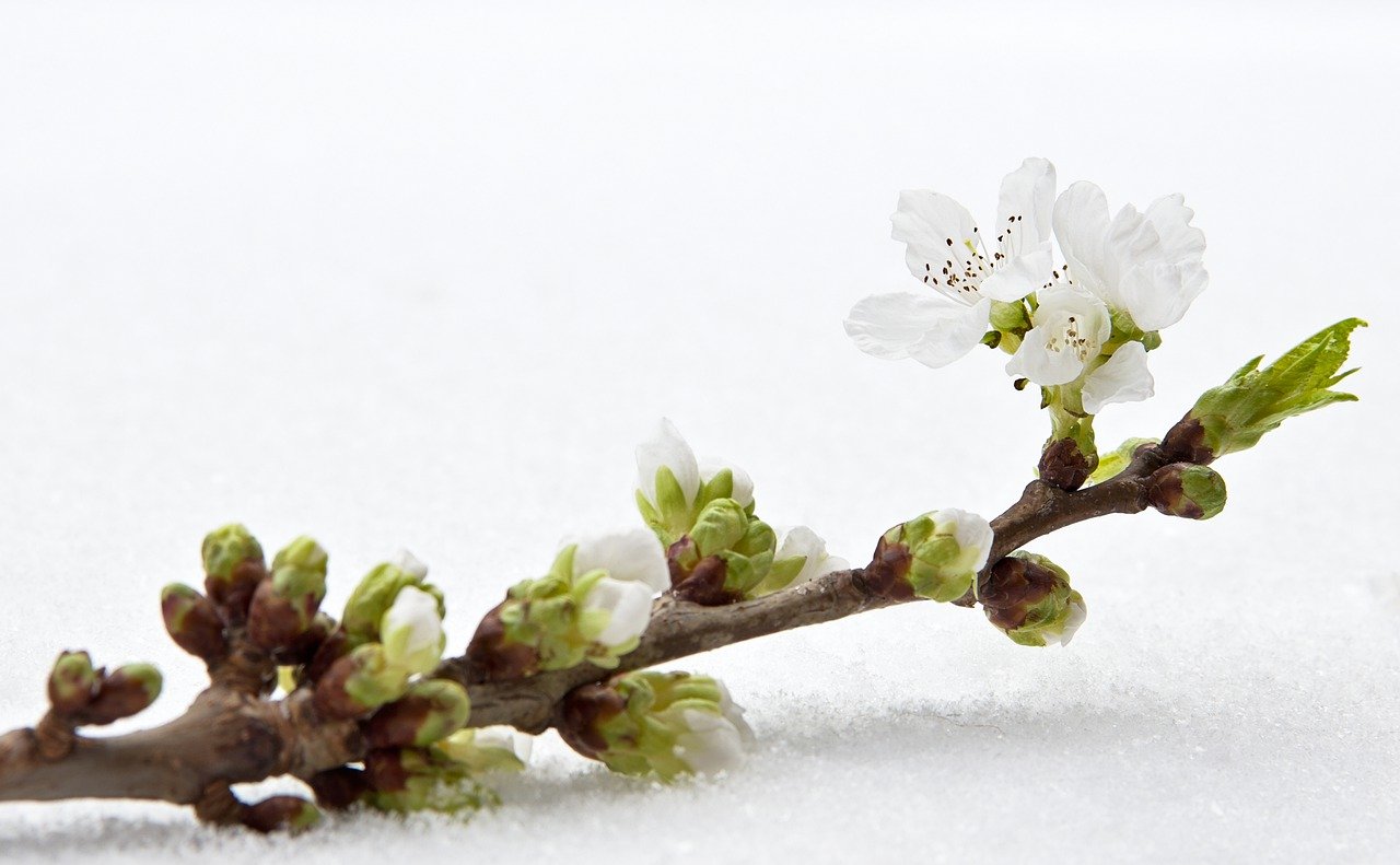 Lent Means Spring by David Finnegan-Hosey